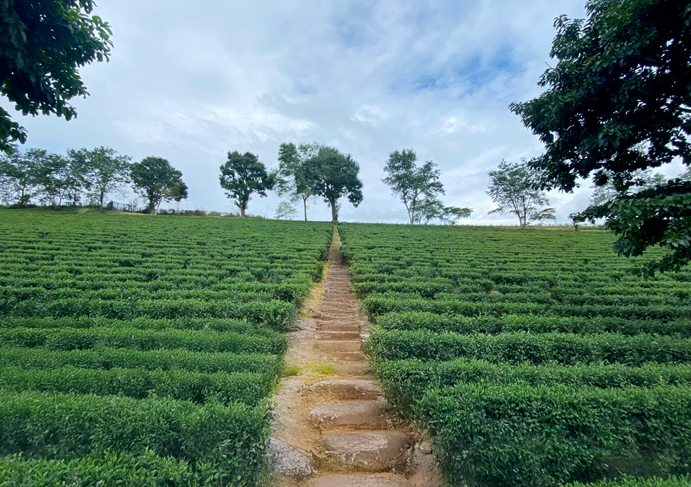 Tâm Châu Farm - Trải nghiệm thiên nhiên cùng trà tâm châu