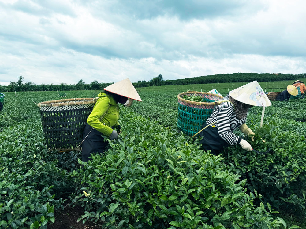 Tâm Châu Farm - Trải nghiệm thiên nhiên cùng trà tâm châu